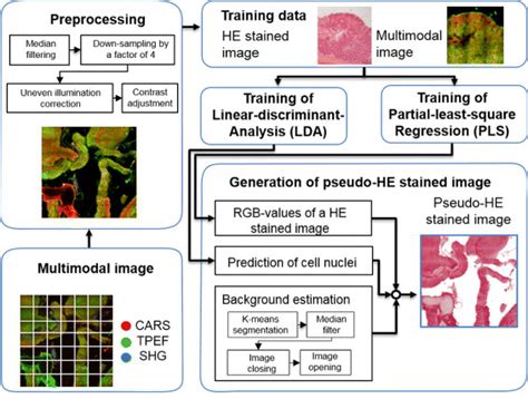 schematic of the pseudo he image generation algorithm cars tpef and