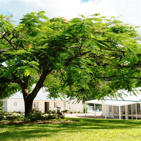 Robyn Glade Wright Open Studios Sunshine Coast