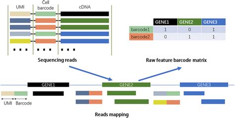 common steps for processing scrna‐seq data to gene expression matrix
