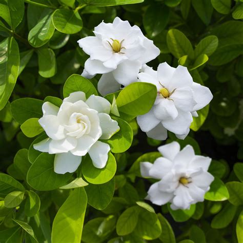 First Love® Gardenia Tree Plant Addicts
