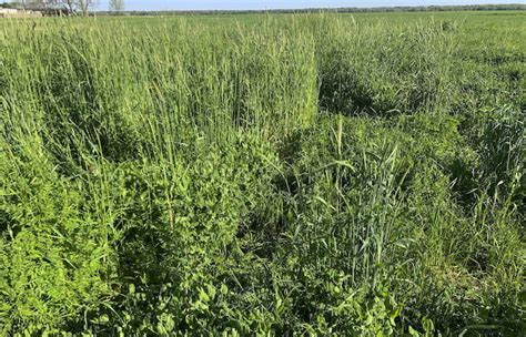 Lower Seeding Rates Produce Same Results As Extra Seeds For Winter
