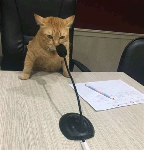 Cat Mic Meme Blank Template Imgflip