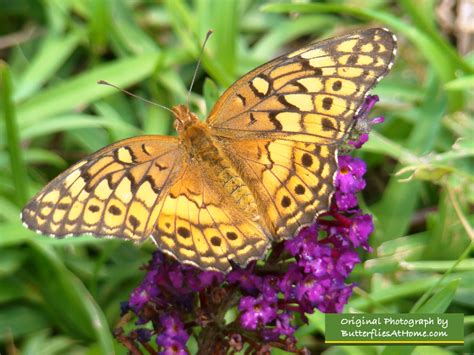 Showcase Video Of Common Moths Found Around The Home And In The Home