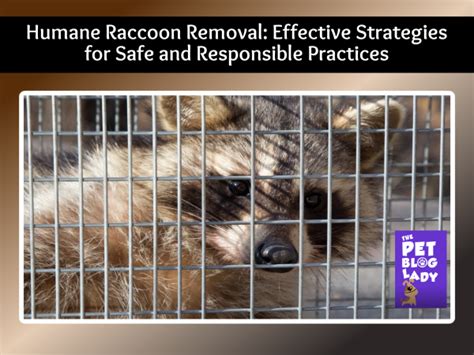Humane Raccoon Removal Effective Strategies For Safe And Responsible