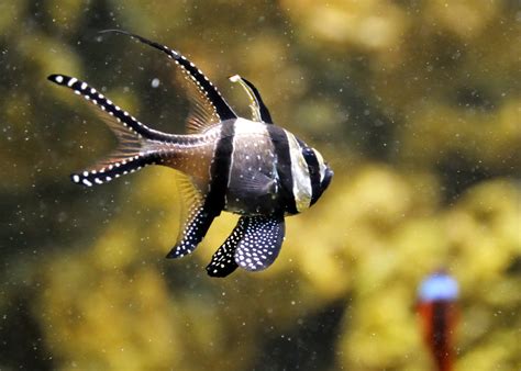 Banggai Cardinalfish Wallpaper 18674 Baltana