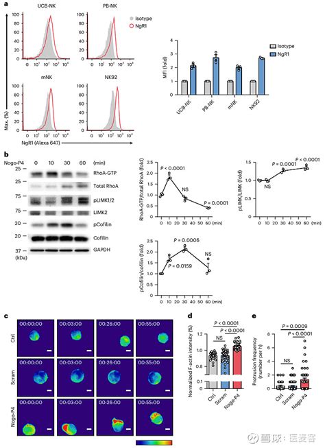 Nat Immunol 研究人员发现调控nk细胞杀伤靶细胞的新机制 Nat Immunol 研究人员发现调控nk细胞杀伤靶细胞的新机制近