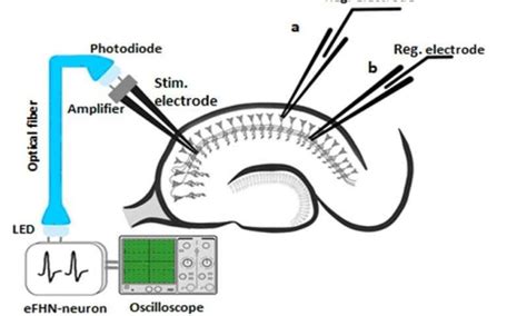 Optoelectronic Interface For Stimulating Neural Networks In The Brain