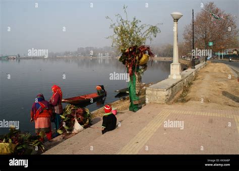 Srinagar Kashmir 2nd Dec 2017 A Kashmiri Women Carry Wet Weed