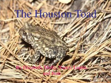 Ppt The Houston Toad Powerpoint Presentation Free Download Id 773819
