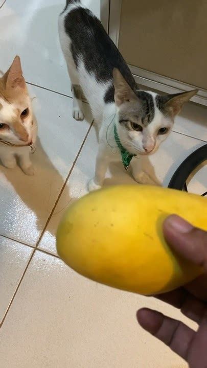Mango Cat Youtube