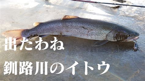 初冬の釧路川2022イトウとアメマス YouTube