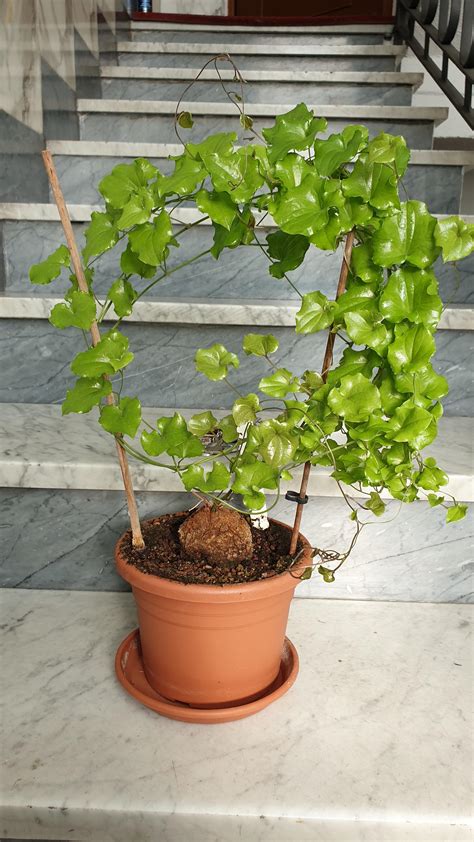 My Dioscorea Elephantipes. 🙂 : r/Caudex