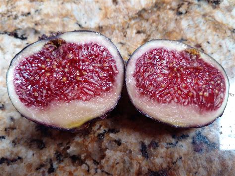 Raspberry Latte Fig Cuttings 2 Cuttings Sweet Tasty Berry Flavor