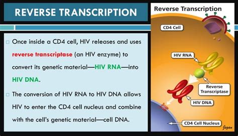 Pathophysiology Of Hiv Aids Pdf Infectious Diseases Diseases And