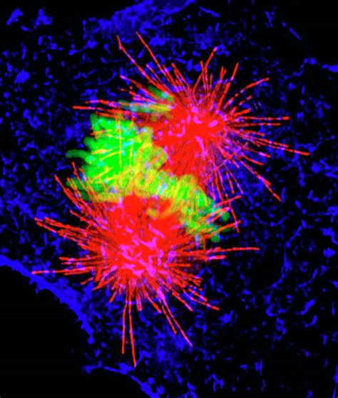 Prometaphase Art Pixels