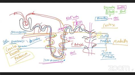 11 Biology Excretion And Osmoregulation Youtube