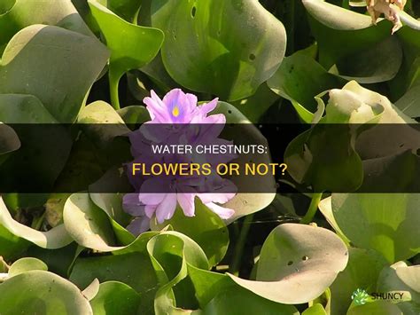 Water Chestnuts Flowers Or Not Shuncy