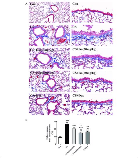 Iso Inhibits The Collagen Deposition Induced By Cs Lung Tissues Were