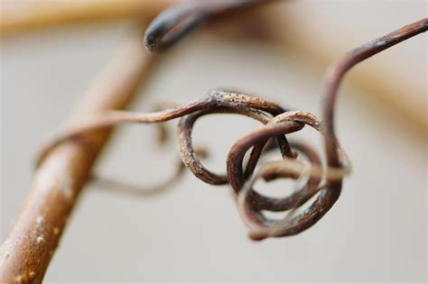 Premium Photo Close Up Of Dried Tendrils