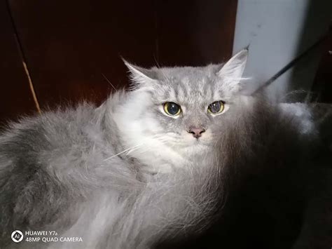 HUAWEI Y7a 48MP AI Quad Cameras Big Display And Battery For Only Php 8 999 Manila Millennial