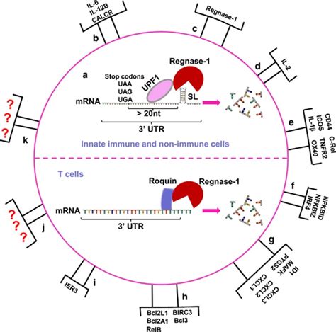 Regnase 1 A Rapid Response Ribonuclease Regulating Inflammation And