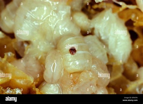 An Varroa Mite On Drone Brood The Varroa Mite Varroa Destructor Is A