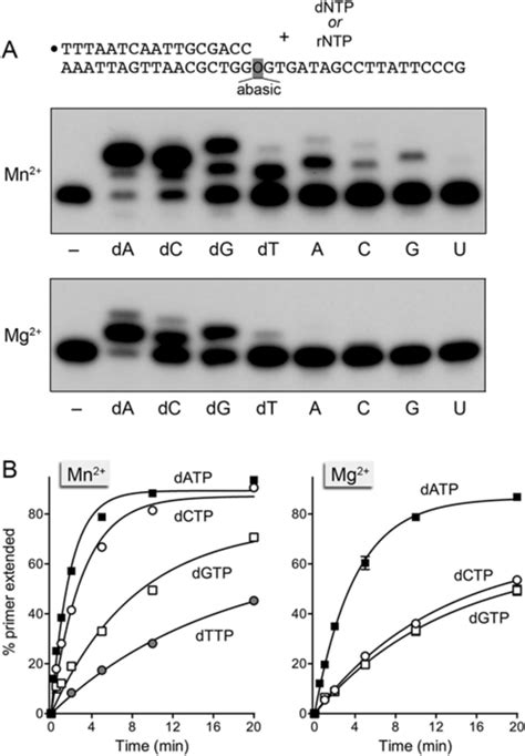 Nucleotide Addition Opposite An Abasic Site In The Template Strand A