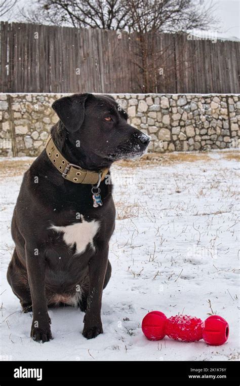 Black Labrador Retriever With White Chest