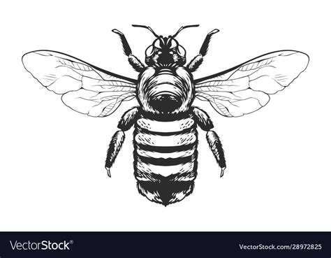 Engraving Insect Royalty Free Vector Image Vectorstock