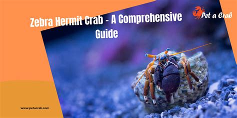 Zebra Hermit Crab Detailed Guide Care Tank Setup And Facts