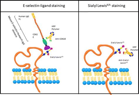 Schematic Figure Comparing E Ig And Anti Slexa Staining Technique Download Scientific Diagram