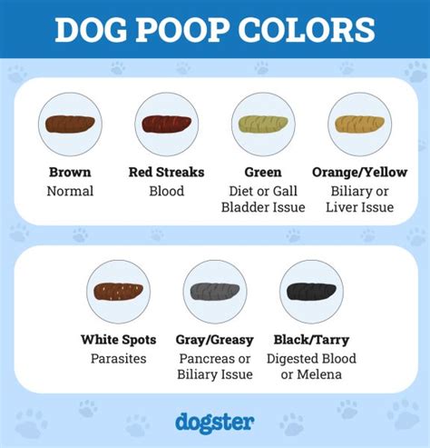 10 Facts About a Dog's Digestive System: Vet Approved Guide – Dogster