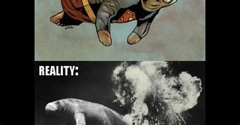 If Manatees Were Like Birds Imgur
