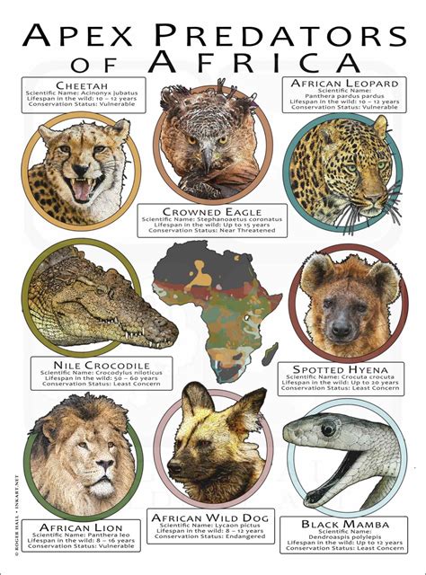 Apex Predators Of Africa Poster Print