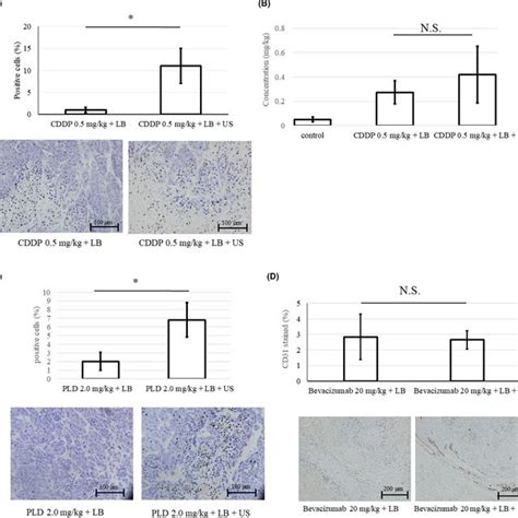 A Positive Rate Of Tunel Staining Of Hela Tumor Tissue The Rate Of