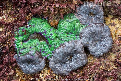 Stock Photo Of Snakelocks Anemone Anemonia Viridis And Common Anemone