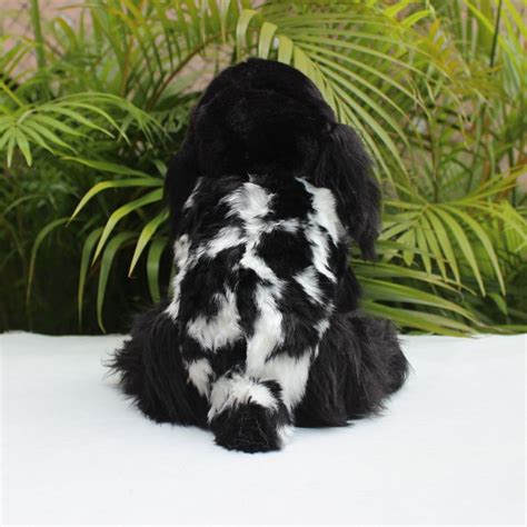 Black And White Cocker Spaniel Stuffed Animal Plush Toy