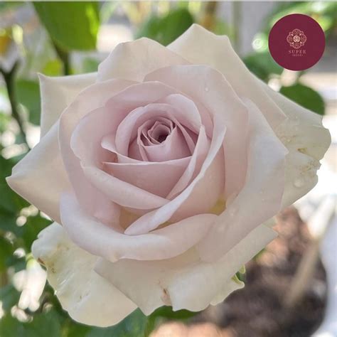 Sandy Rose 🌹 📌📌 ราคา 1200 บาท ขนาดกระถาง 10 นิ้ว มีจำนวน 9 ต้น กุหลาบสี