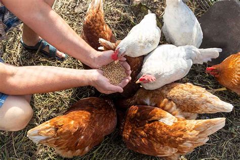 7 Surprising Rules For Feeding Chickens And What You Need To Know