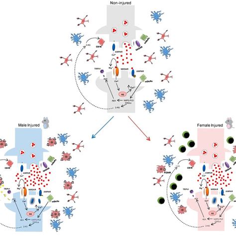 Schematic Representation Of Immune System Related Sex Differences In