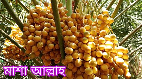 আরব দেশের খেজুর কত জাতের হয় আর দেখতে কত সুন্দর Youtube