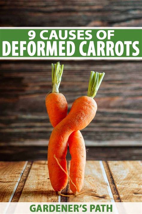 9 Causes Of Deformed Carrots How To Identify And Prevent Them