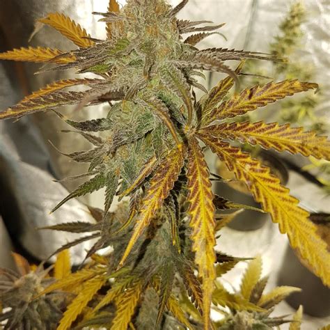Banana Runtz Auto Butter Bean Birdseed Fem Autoflower Seeds
