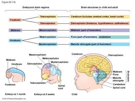 Cephalons Of The Brain Flashcards Quizlet