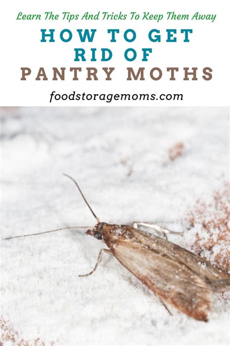 How To Get Rid Of Pantry Moths Pynelycom