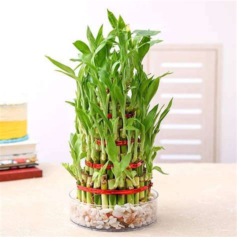 Buy Bamboo Plants Online From Nurserylive At Lowest Price