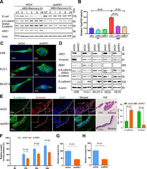 Reflux Conditions Induce E Cadherin Cleavage And Emt Via Ape1 Redox