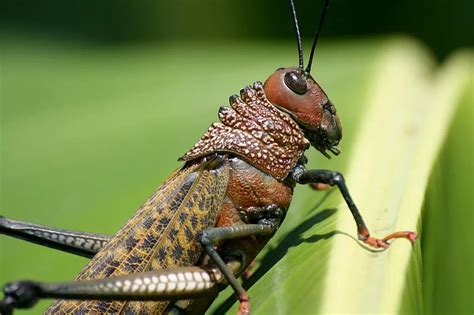 Royalty Free Grasshopper Photos Pikist