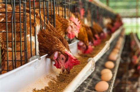 Cómo prevenir el estrés por frío en gallinas ponedoras