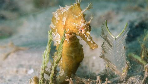 Seagrass Fish Eco Trail
